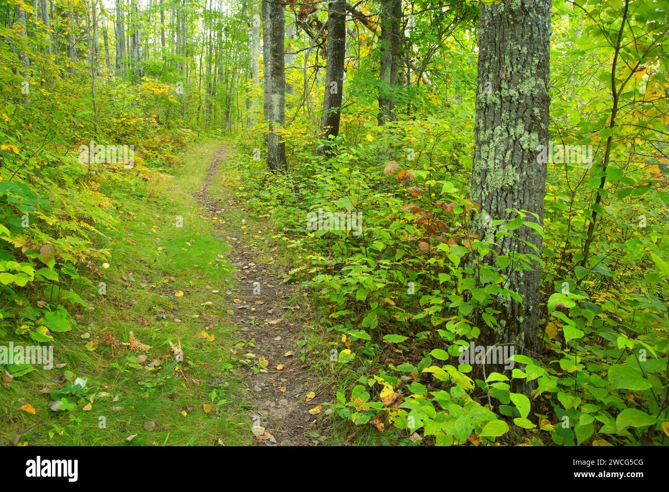 Hiking trail, Chippewa National Forest, Suomi Hills Management Area ...