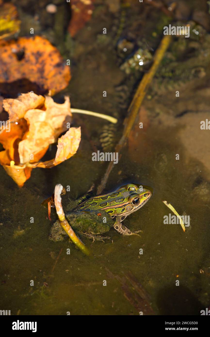 Frog along Big Fork River, Koochiching State Forest, Minnesota Stock ...
