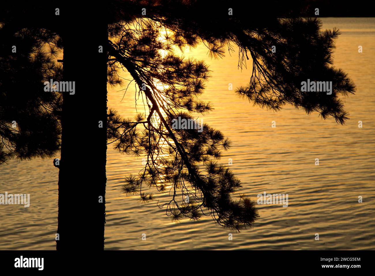 Pine sunset on Kabetogama Lake, Woodenfrog State Forest Campground ...