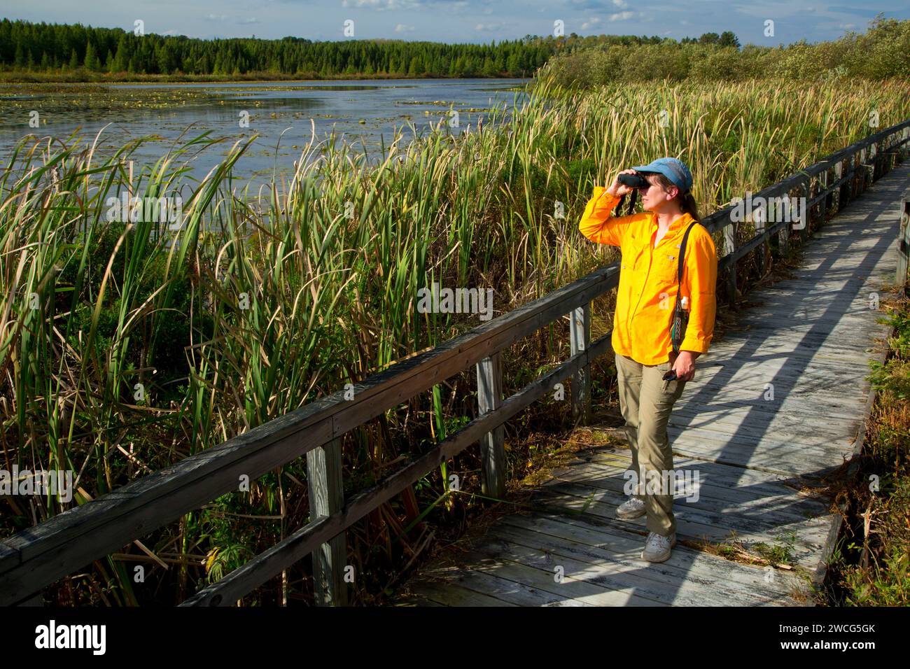 Birding on boardwalk, Wetlands Interpretive Boardwalk (Mickey Elverum ...