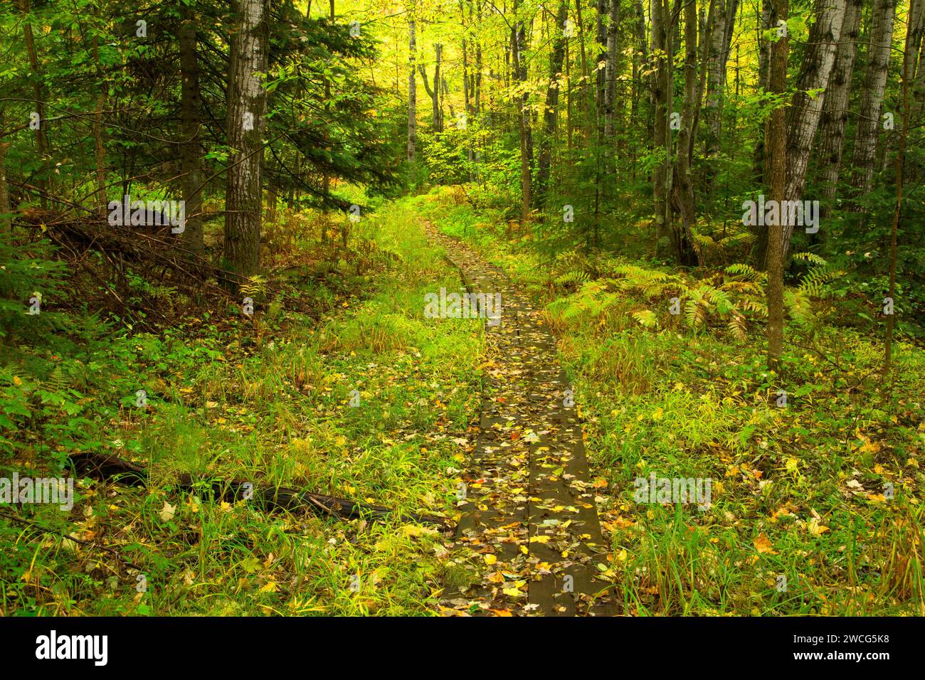 Forest trail, Brule River State Forest, Wisconsin Stock Photo - Alamy