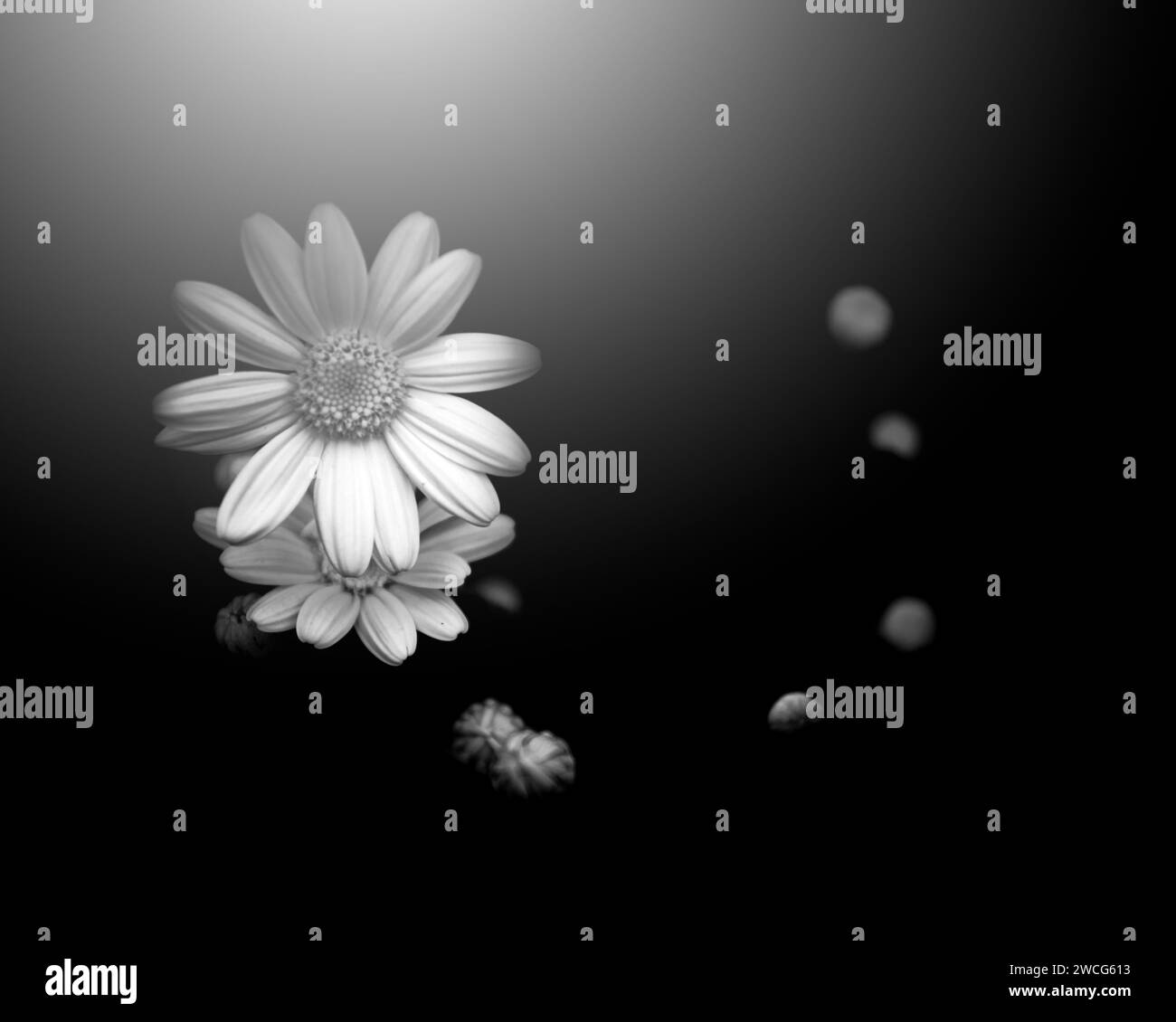 Meadow daisy on background Black and White Stock Photos & Images - Alamy