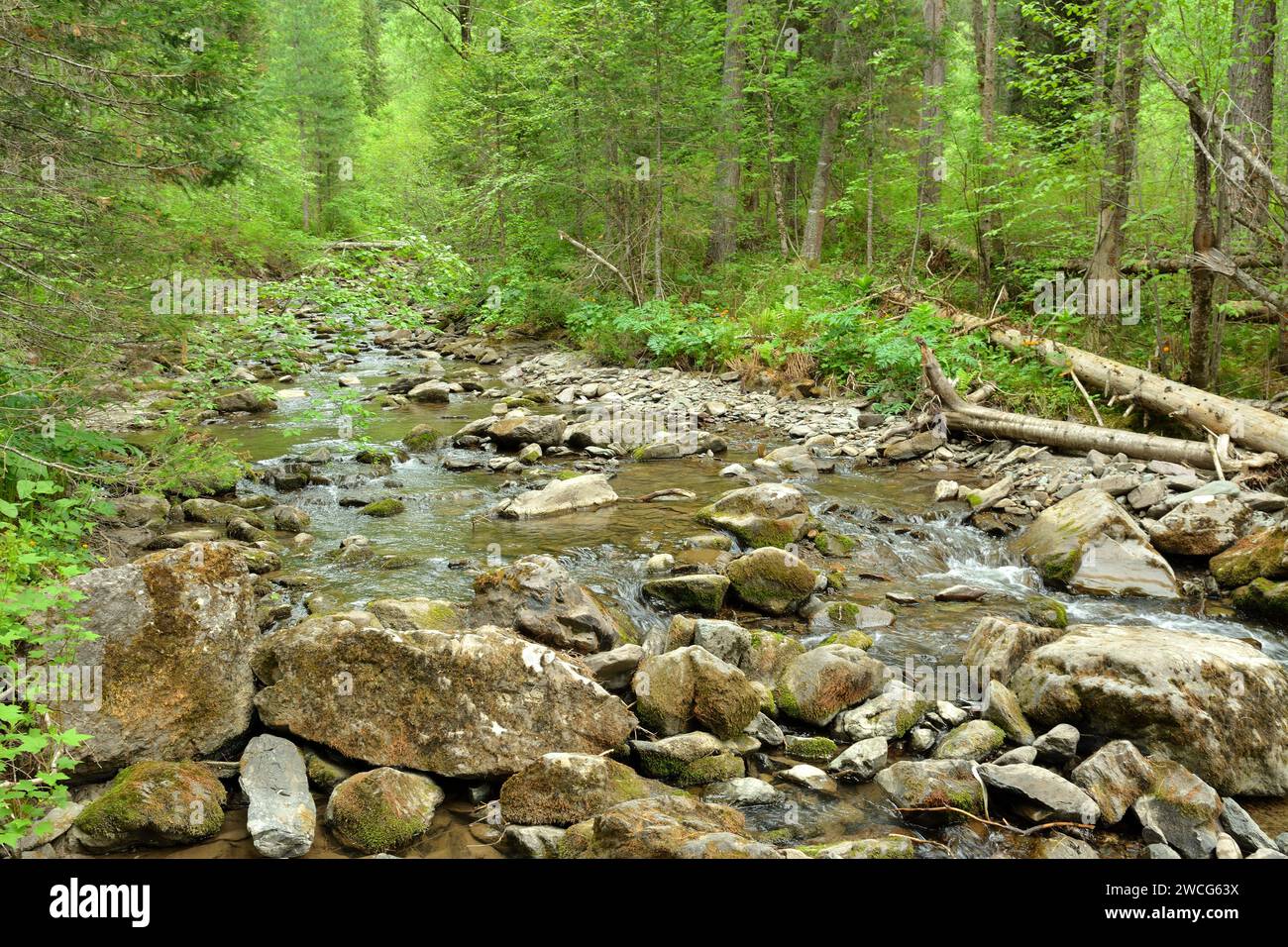 A narrow and shallow river with a rocky bottom flows through a dense ...