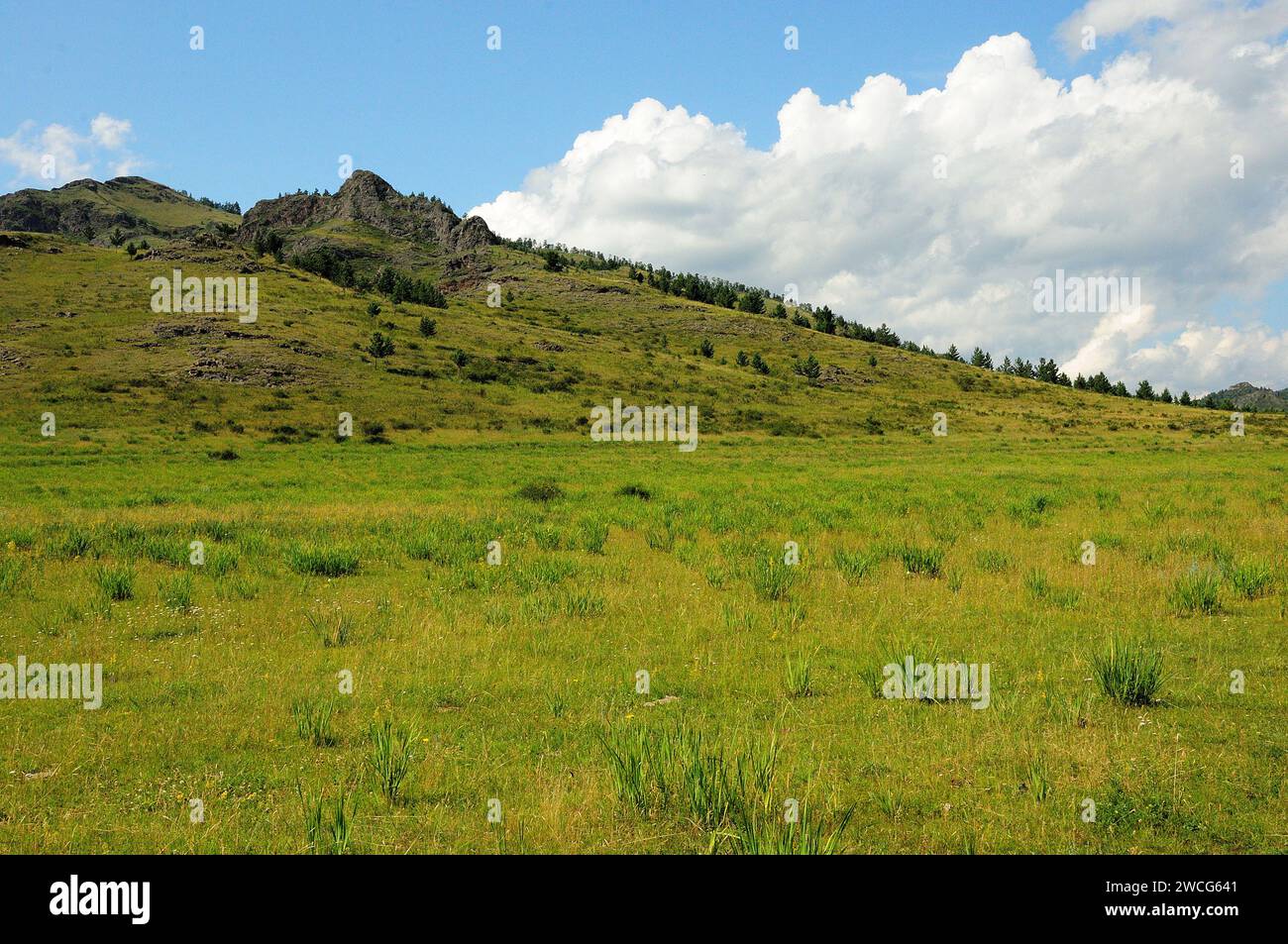 A wide glade at the foot of a high mountain with a strip of coniferous ...