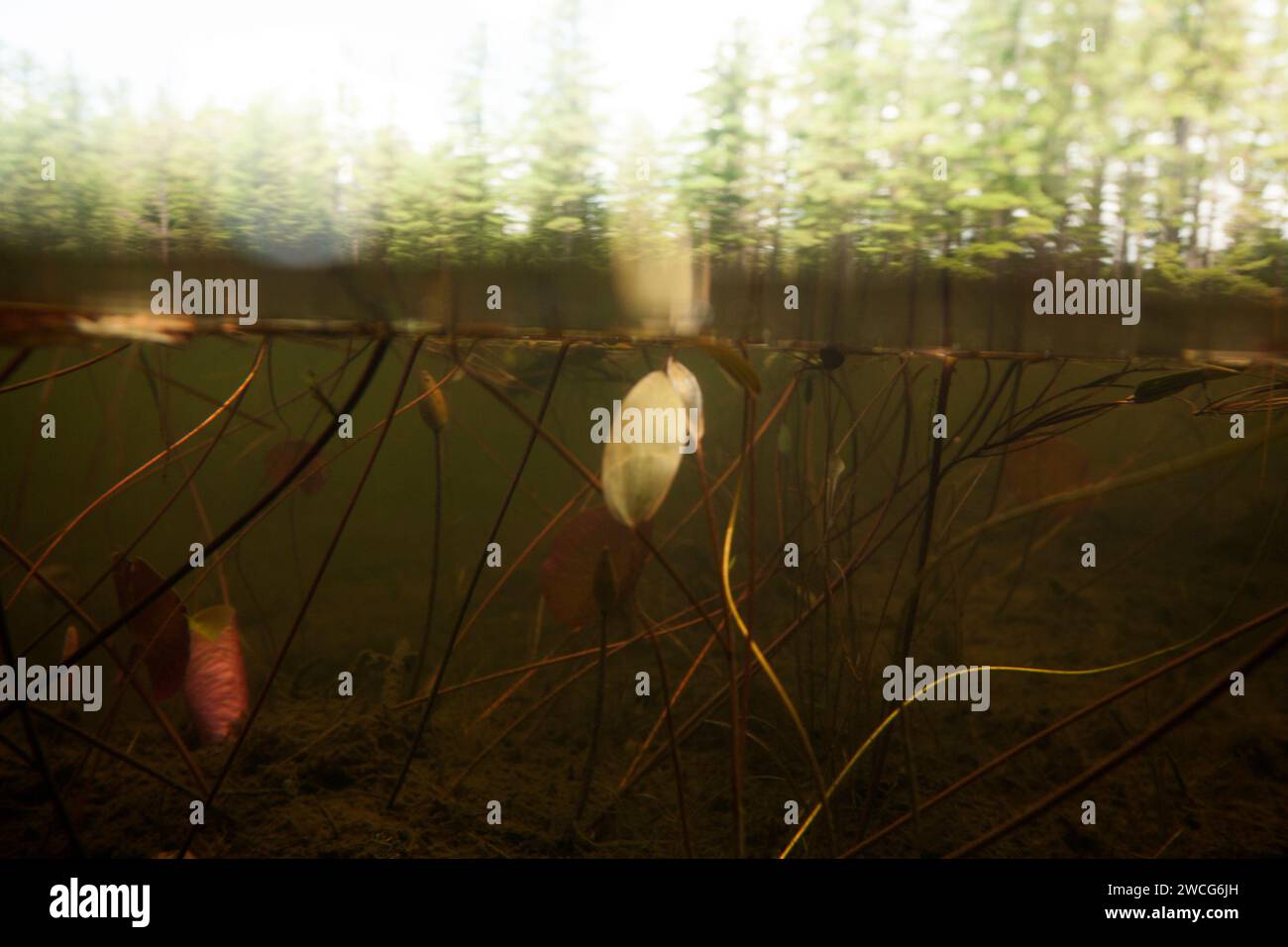 Underwater view of quiet pond in New England Stock Photo - Alamy