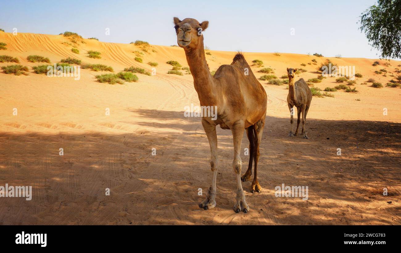 Camel in desert. Two camels stand in shade of tree in desert. Animal ...