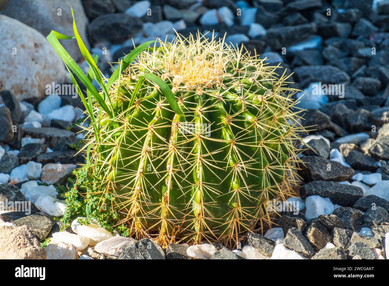 Gruzoni hi-res stock photography and images - Alamy