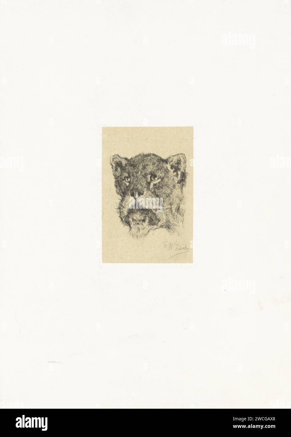 Female lion etching hi-res stock photography and images - Alamy