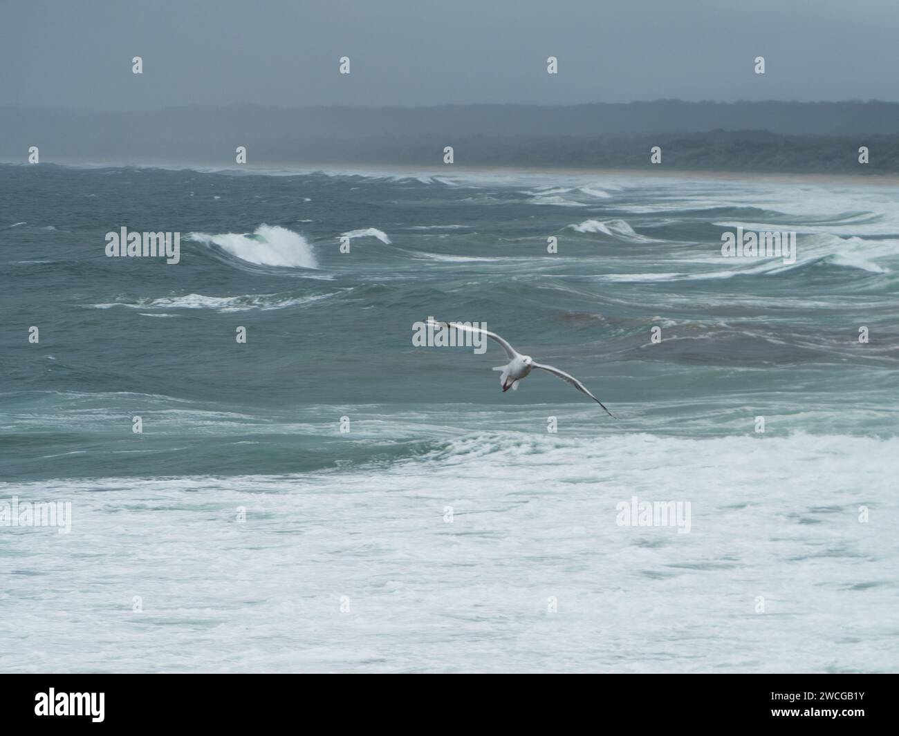 Classic seagull flying over waves on the sea, Australia Stock Photo - Alamy