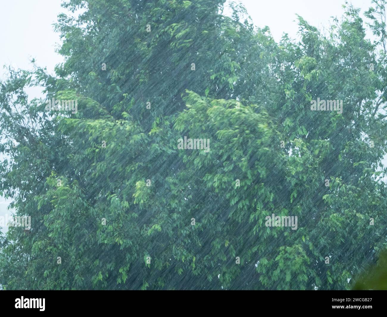 Leafy precipitation hi-res stock photography and images - Alamy