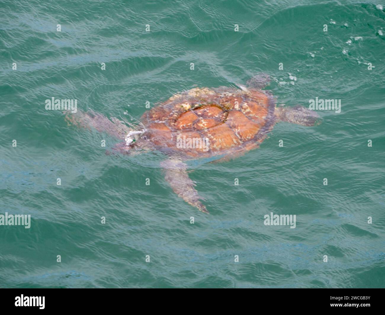 A Green Sea Turtle its shell just partially above the surface of the ...