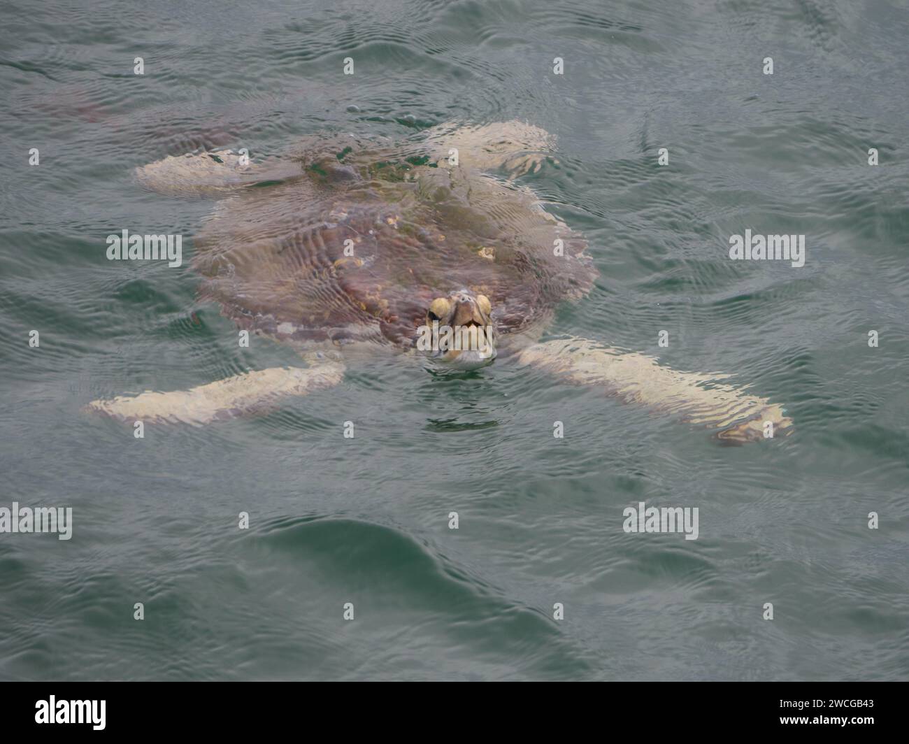 Sea turtle swimming harbour hi-res stock photography and images - Alamy