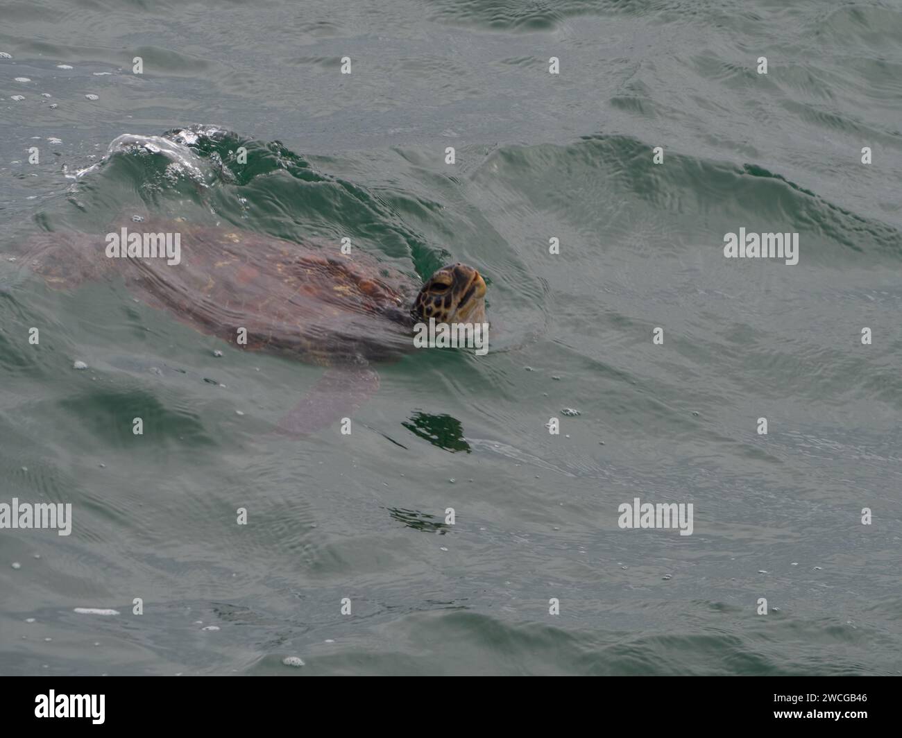 Green Sea Turtle swimming, riding a tiny wave in the harbour water ...