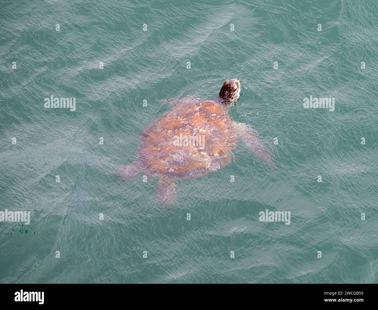 Green Sea Turtle swimming in the harbour water Stock Photo - Alamy