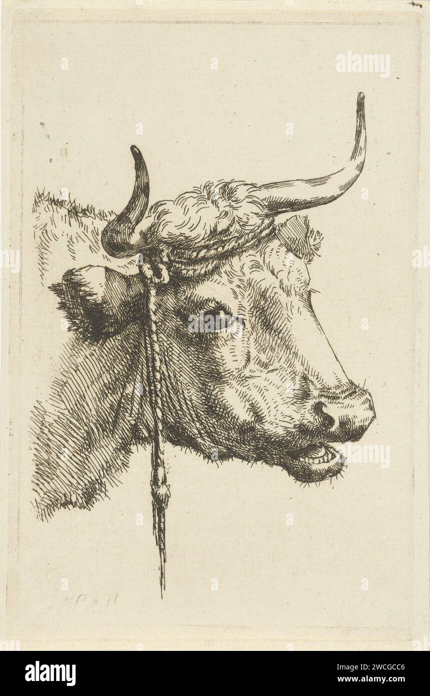 Head of a cow, Jan Kobell (II), 1801 print Seen the head of a cow from ...