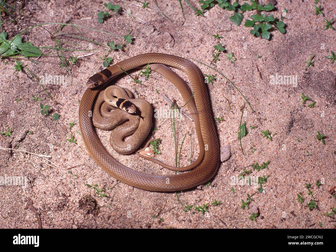 Pseudonaja is a genus of highly venomous elapid snakes native to ...