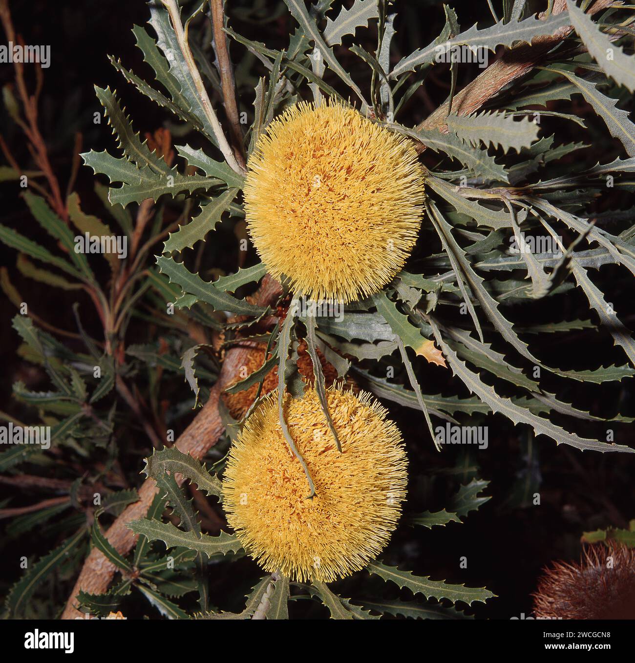 Tennis Ball Banksia (Banksia laevigata ssp fuscolutea) is a shrub ...