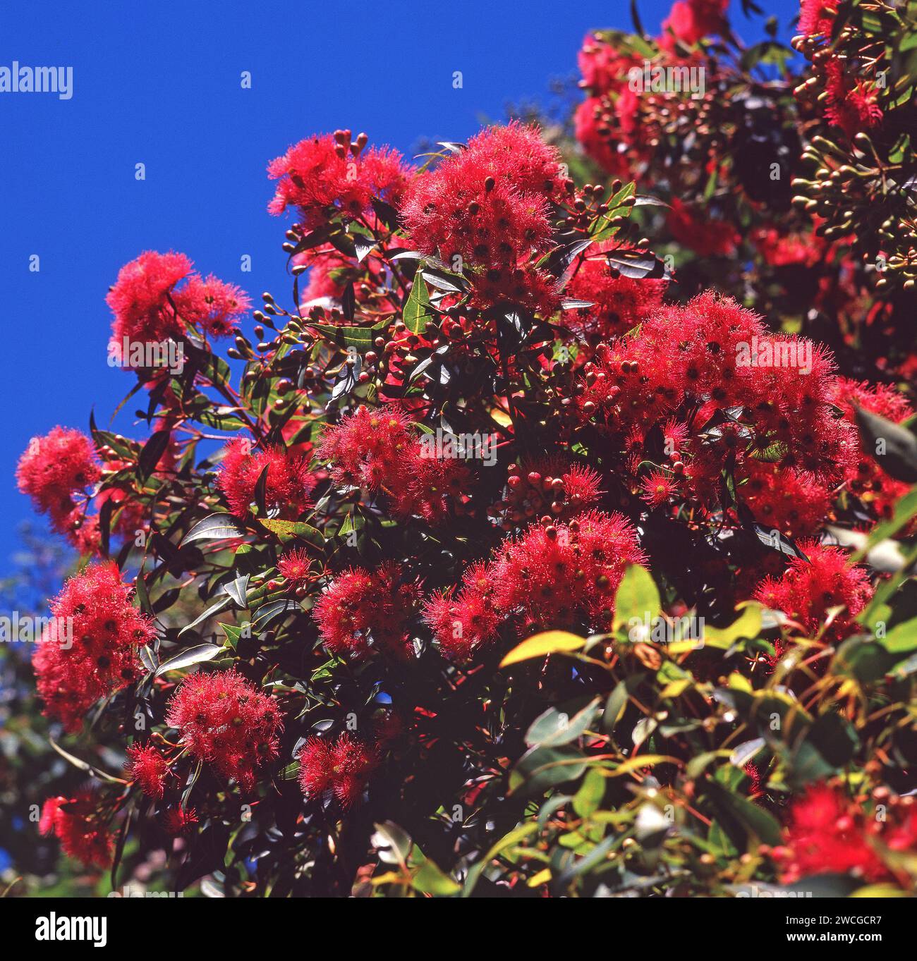CORYMBIA FICIFOLIA COMMONLY KNOWN AS THE RED FLOWERING GUM TREE Stock ...