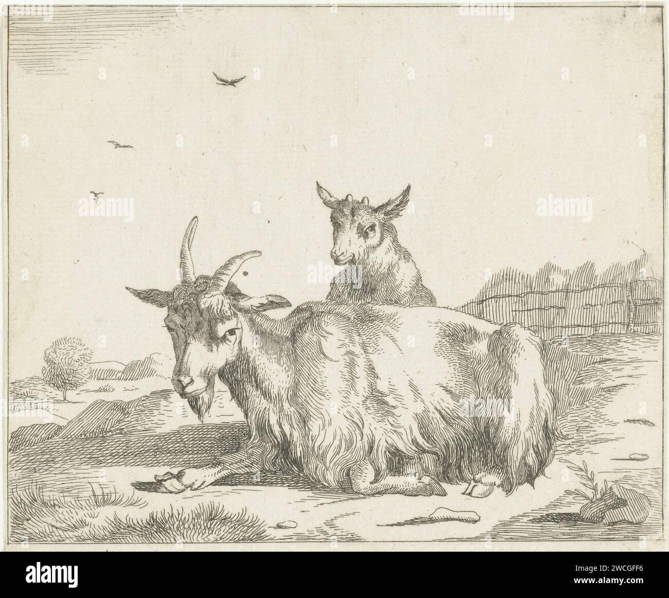 Lying Geit Met Lamb, Anonymous, After Marcus de Bye, After Paulus ...
