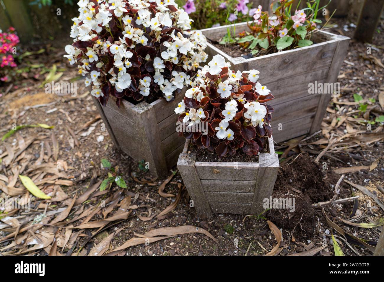 Begonia semperflorens plant (Wax Begonia) in wooden planter box Stock ...