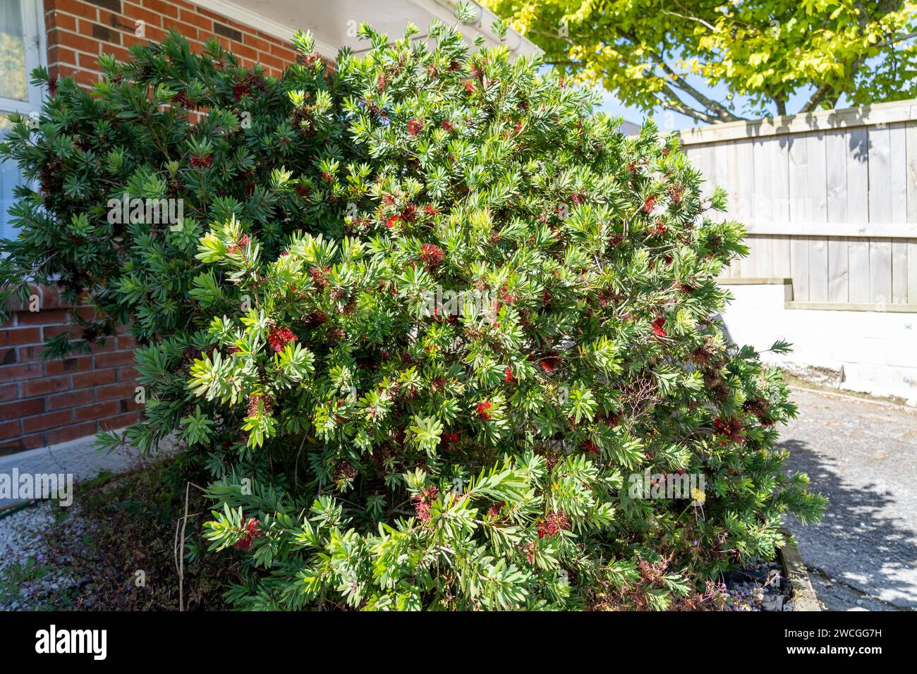 Callistemon Viminalis Little John Stock Photo - Alamy
