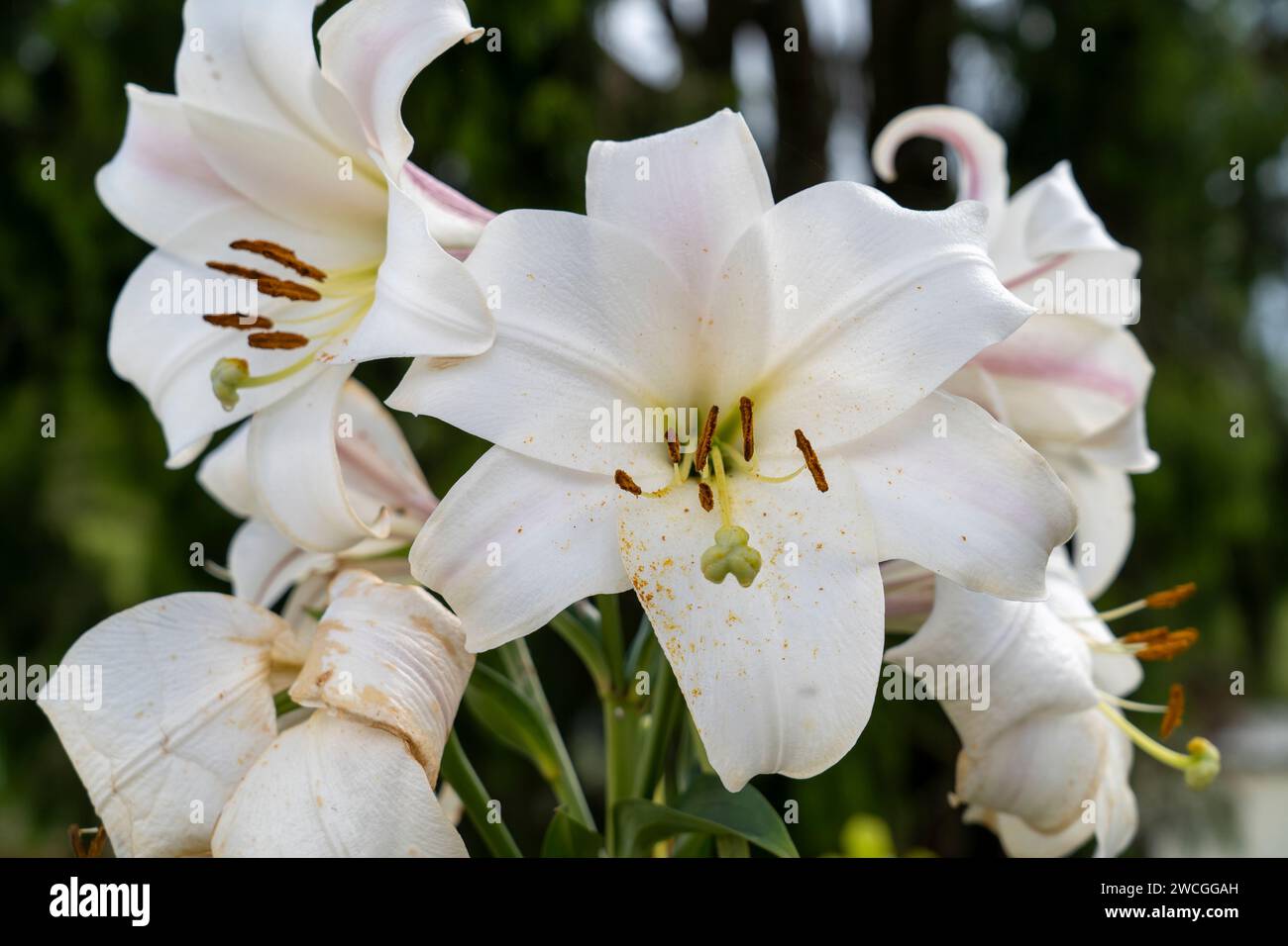 Lilly white hi-res stock photography and images - Alamy