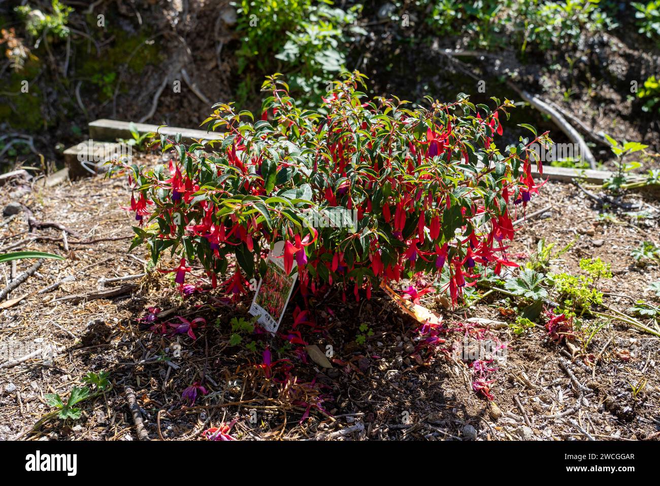 Fuchsia California red in bloom Stock Photo - Alamy