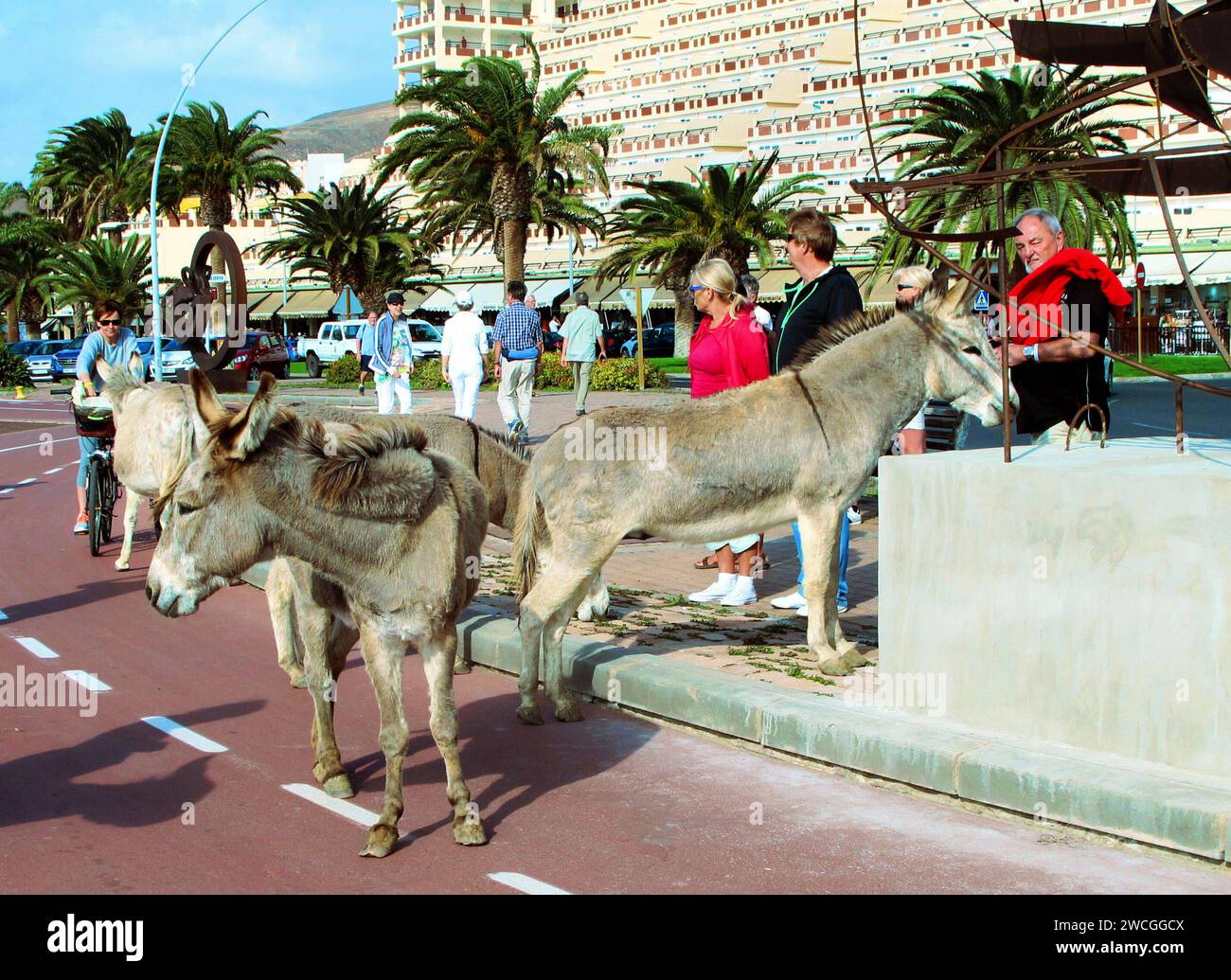Affe auf struktur hi-res stock photography and images - Alamy