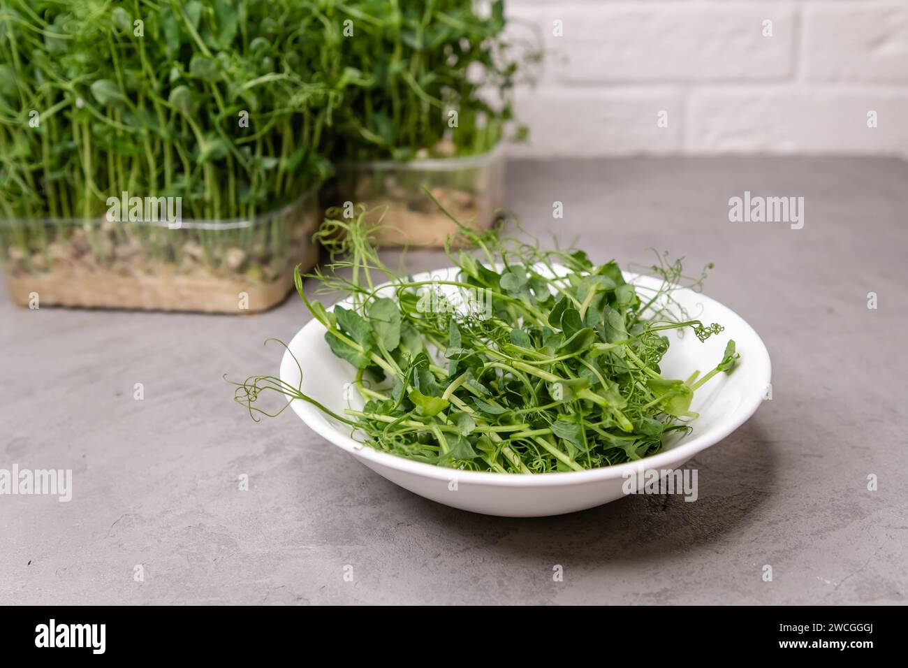 Freshness redefined with a close-up of nutrient-packed microgreens ...