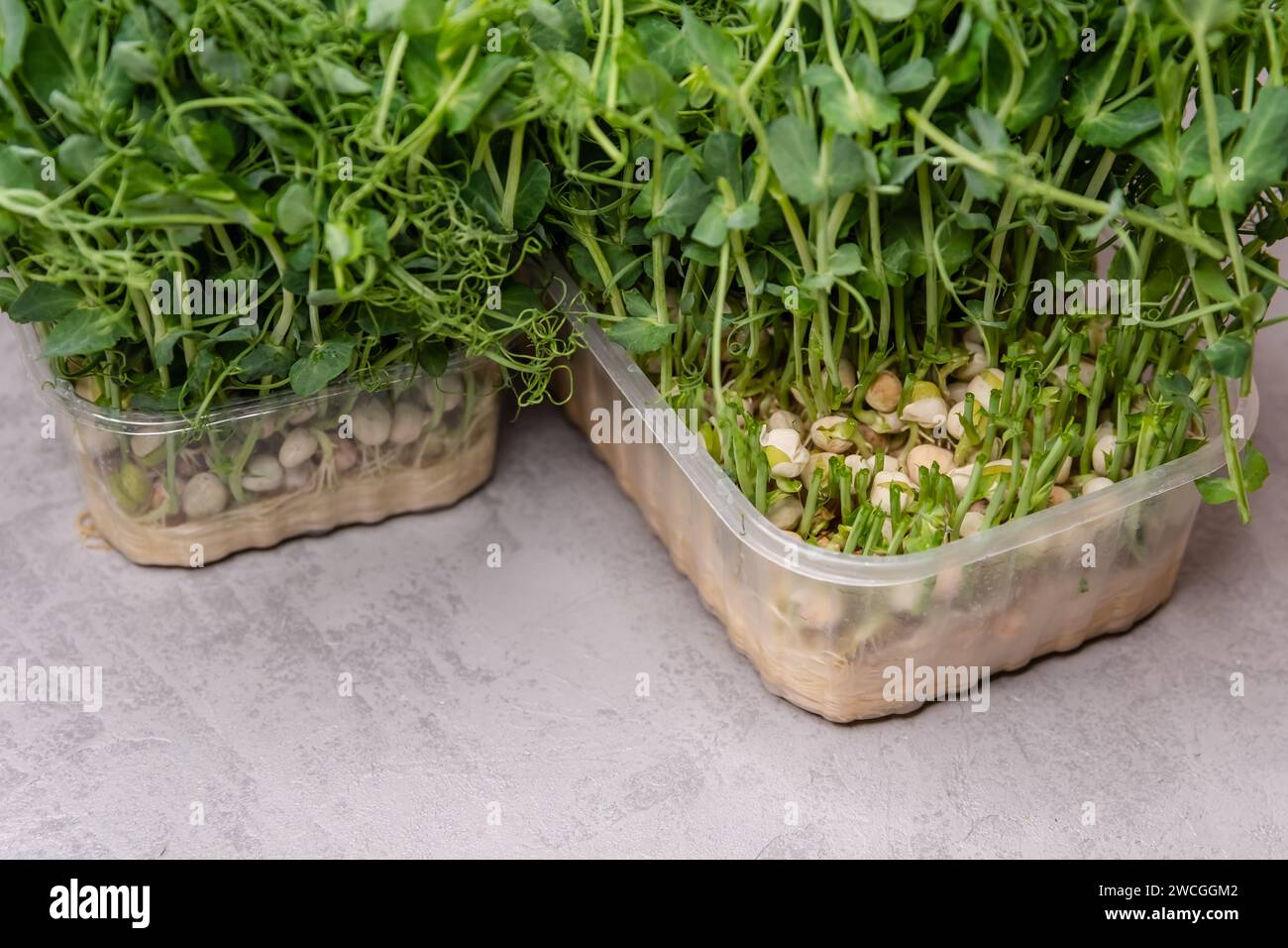 Delicate pea shoots against a modern kitchen backdrop embodies fresh ...