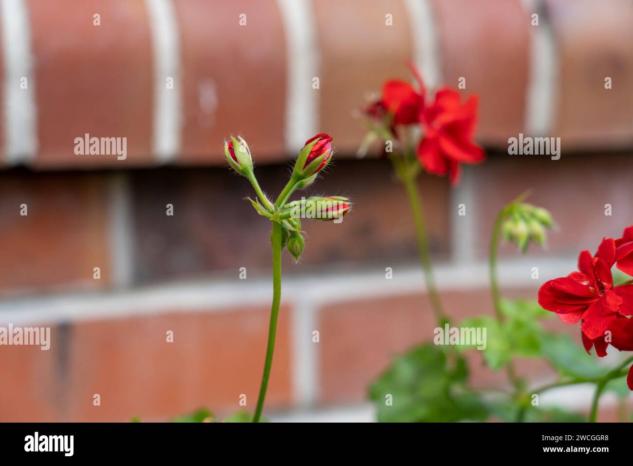 Germanium hi-res stock photography and images - Alamy