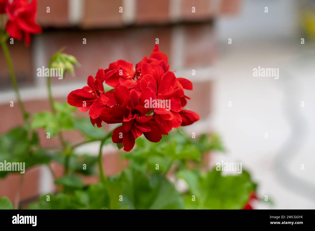 Pelargonium Germanium Red Stock Photo - Alamy