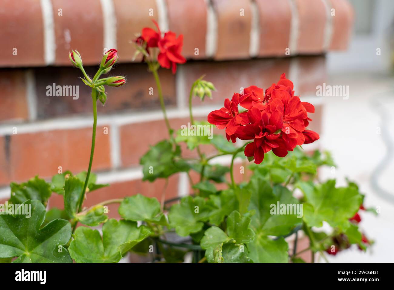 Germanium hi-res stock photography and images - Alamy