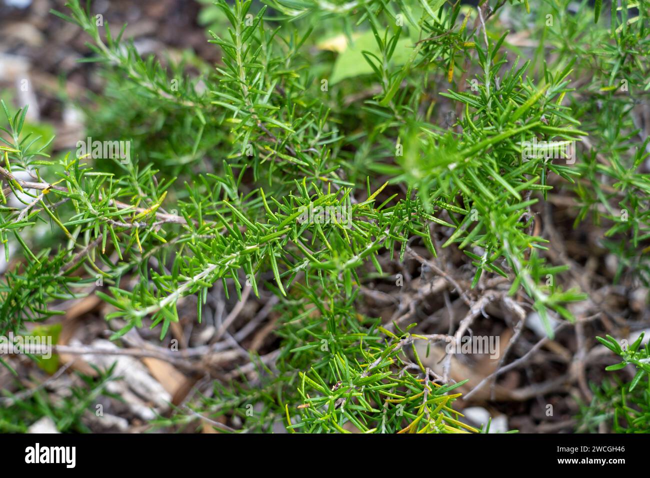 New rosemary flower hi-res stock photography and images - Alamy