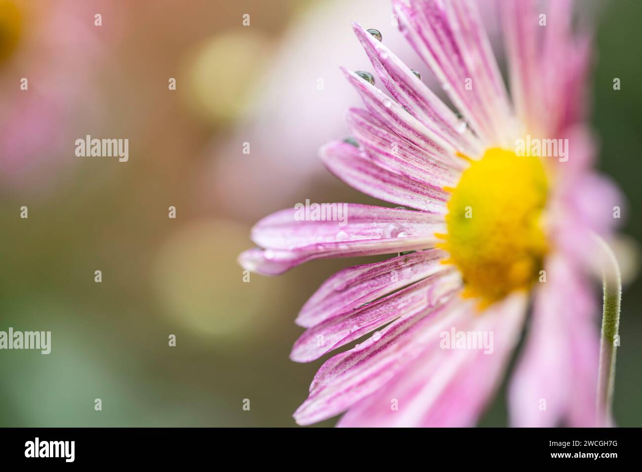 Droplets flower and leaf Stock Photo - Alamy