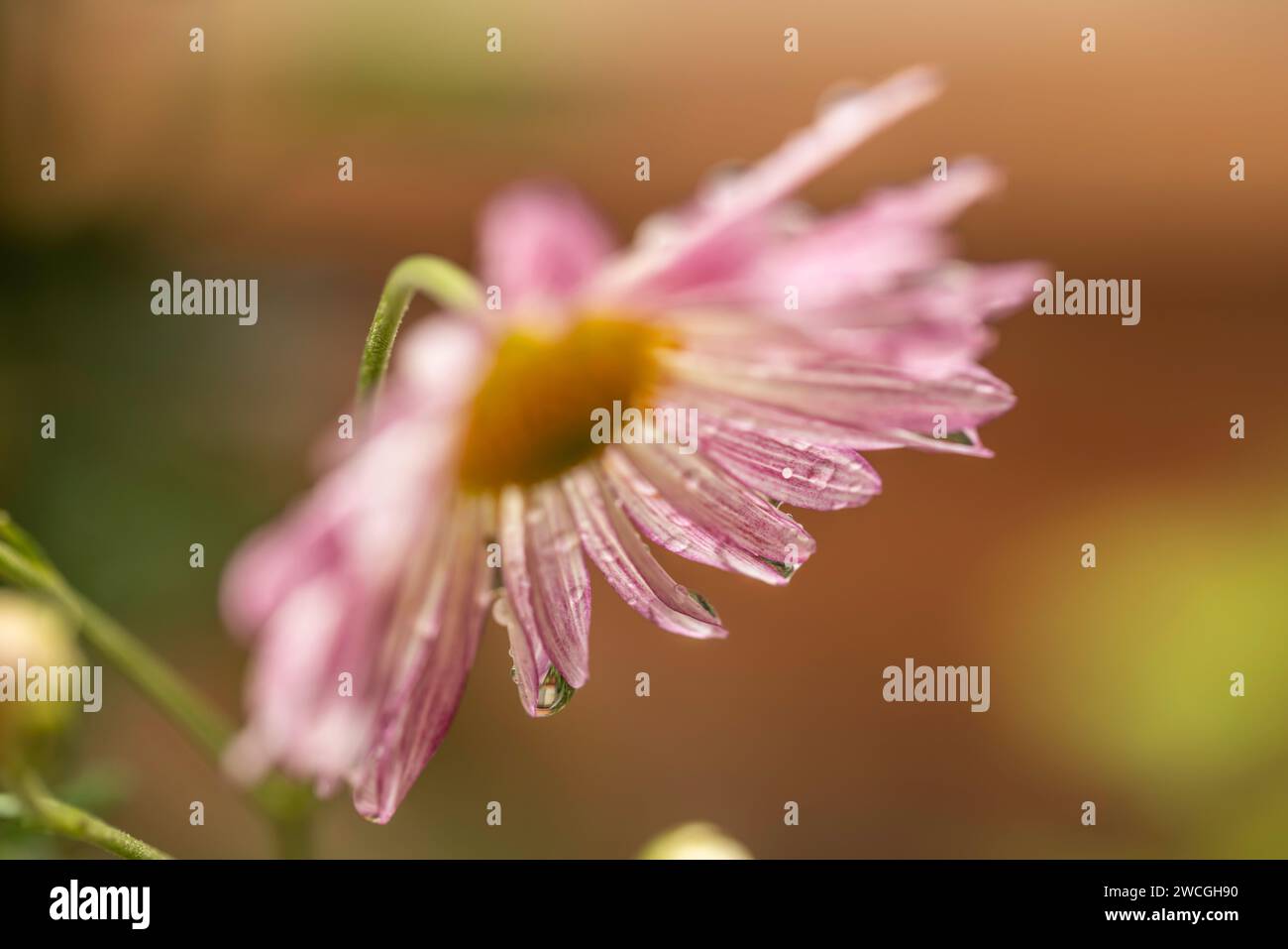 Excellent flower photo hi-res stock photography and images - Alamy