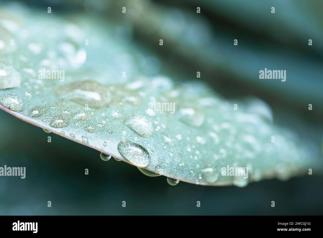 Droplets flower and leaf Stock Photo - Alamy