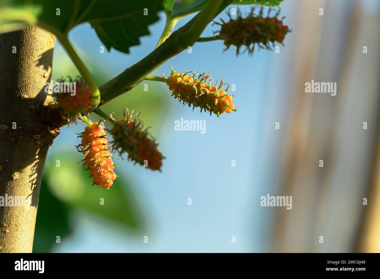 Branch mulberry tree fruit hi-res stock photography and images - Alamy