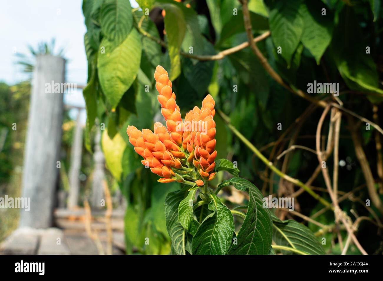 Orange flowers on a Panama Queen plant in a tropical garden. Orange ...