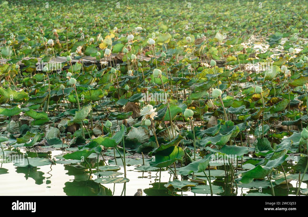 lotus farm in the morning. The Cambodia Lotus farm landscape. fresh ...
