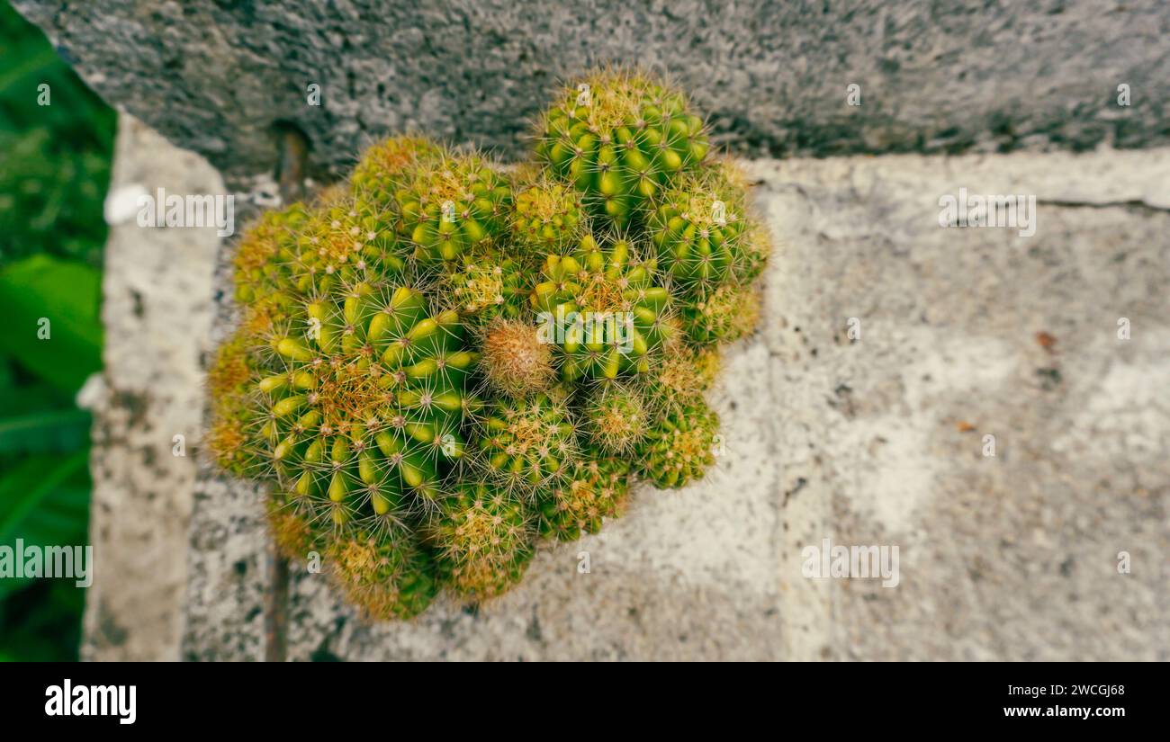 Green cactus and spike. Selective focus close-up top-view shot on ...