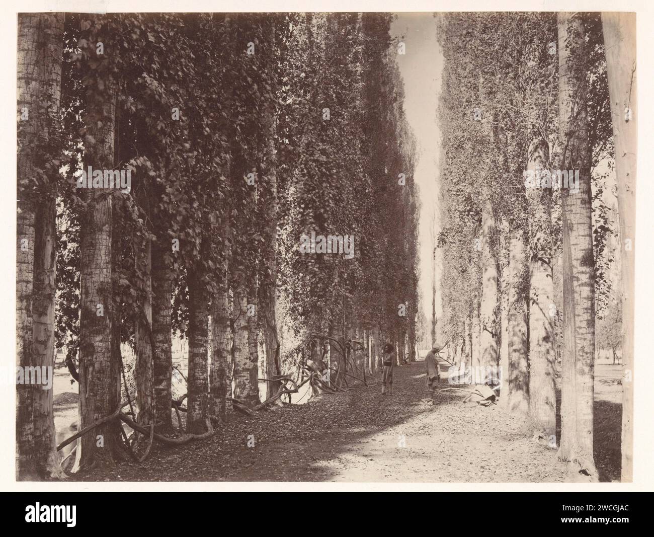Avenue with poplars, north-west British-India or Afghanistan, William ...