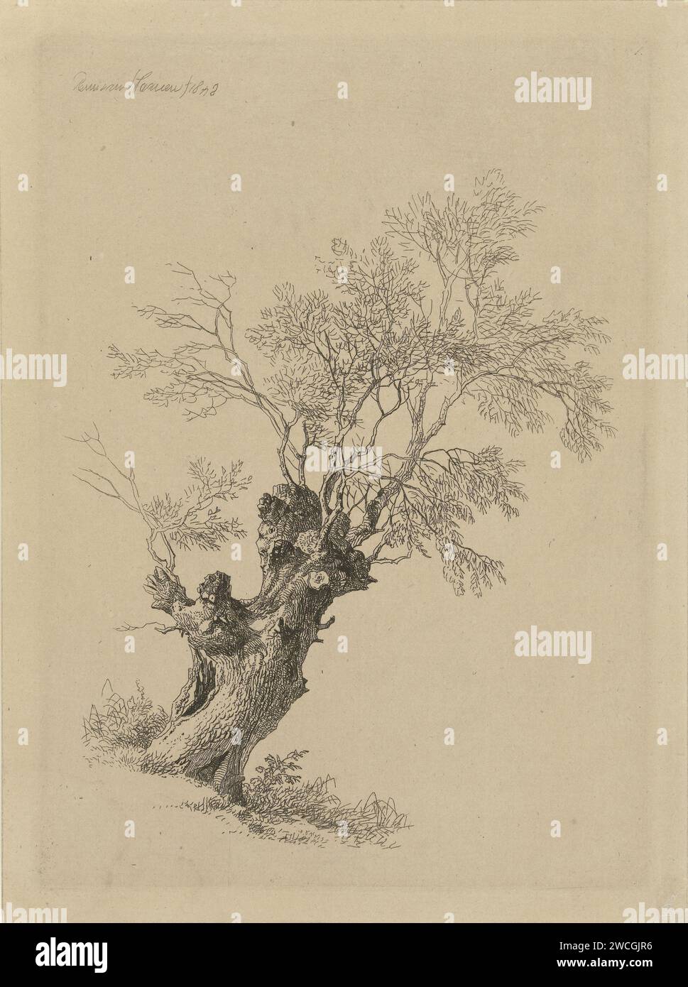 Wilgenboom, Remigius Adrianus Haanen, 1848 print A descended willow ...