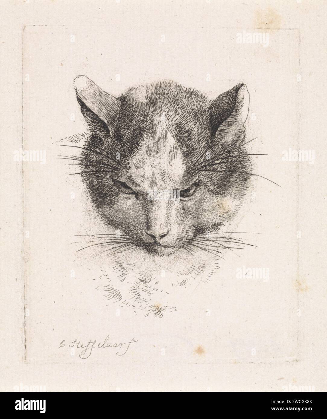 Kop van a cat, Cornelis Steffelaar, 1807 - 1861 print Amsterdam paper ...