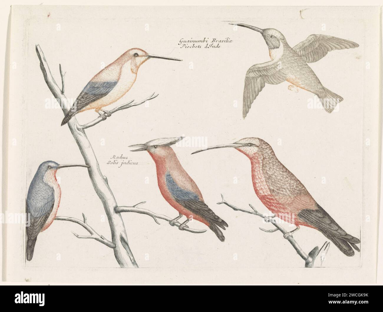 Five different types of Kolibries, Anonymous, 1688 - 1698 print Five ...