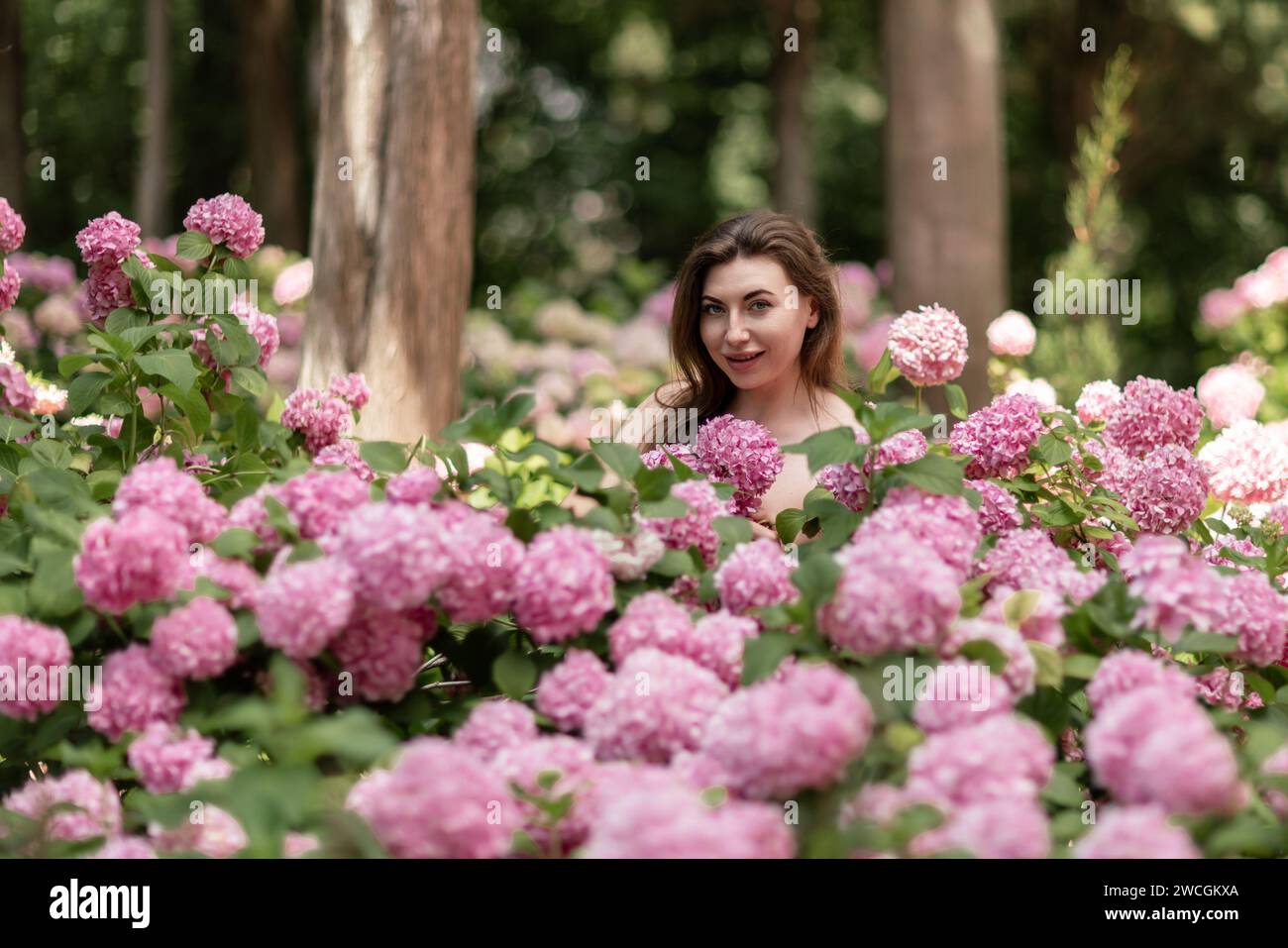 Hydrangeas Happy woman in pink dress amid hydrangeas. Large pink ...