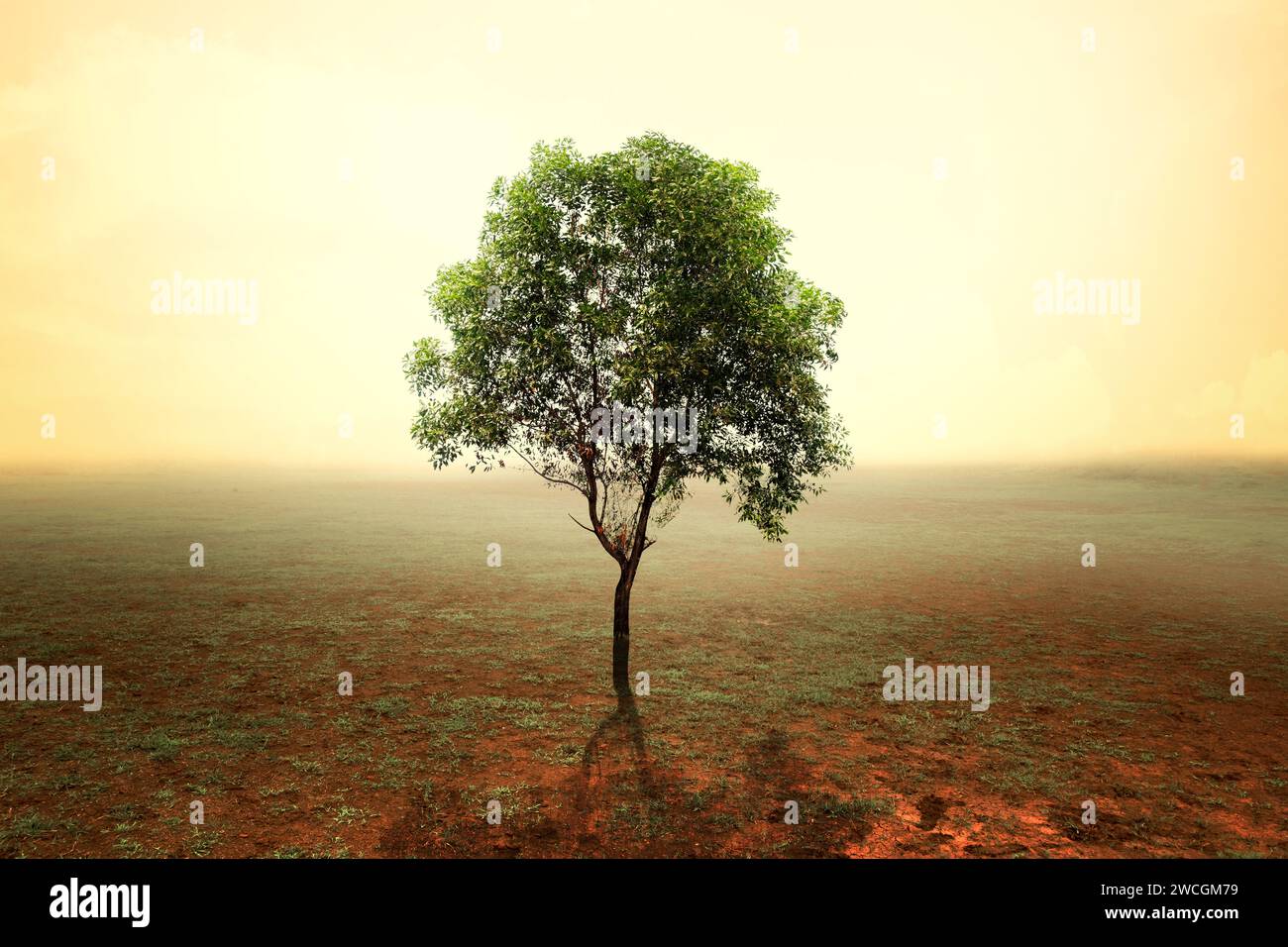 Newly fertile soil with a grown tree in the middle of the field ...