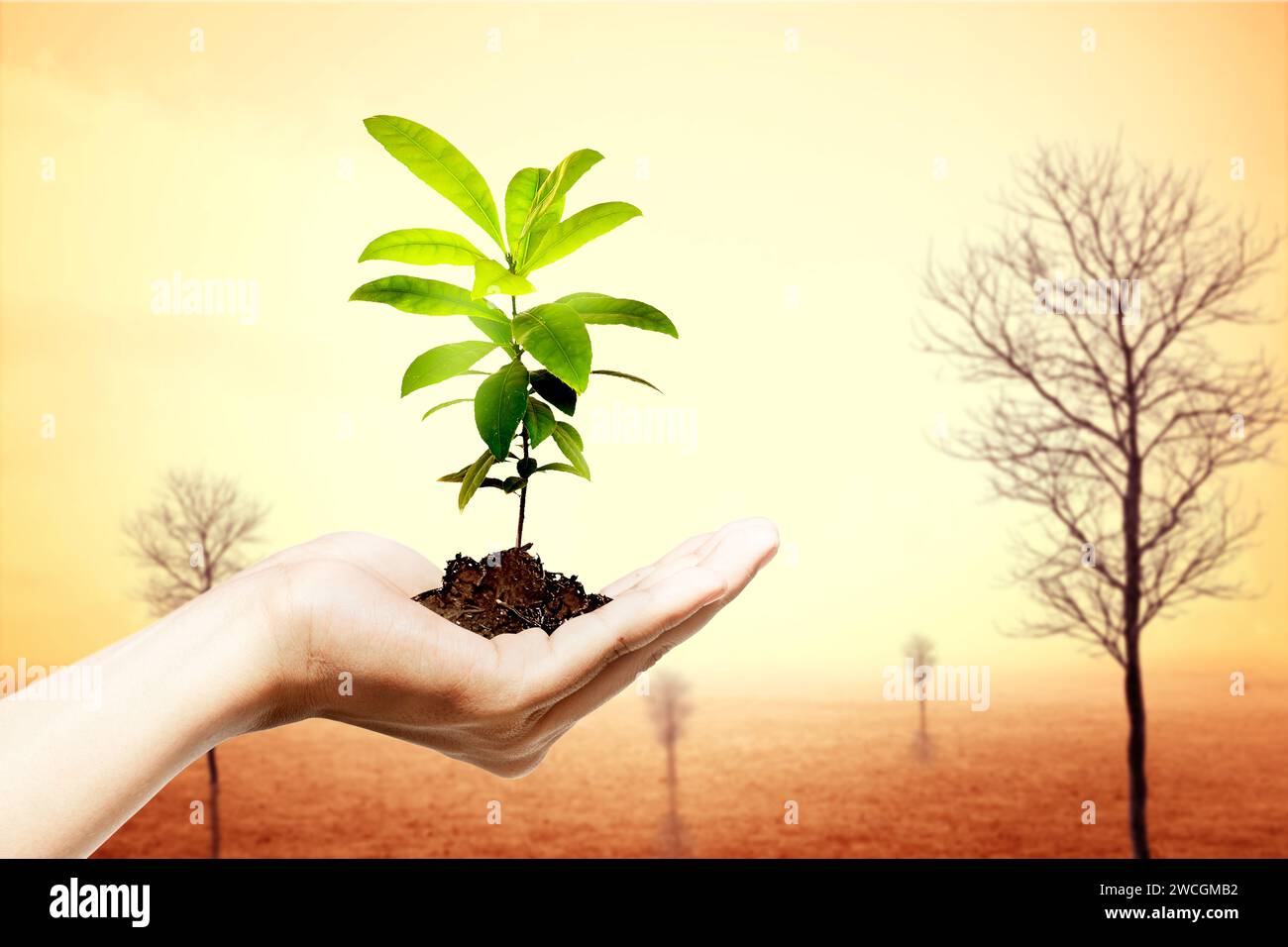 A human hand shows a grown plant on fertile soil with barren trees in ...