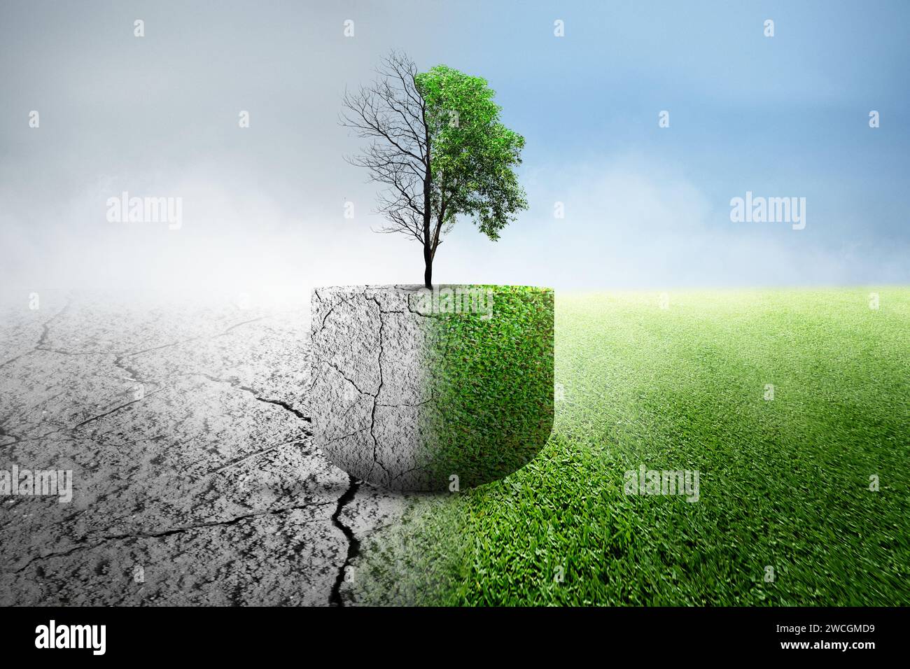 The difference between drought trees to growing trees on the ground ...