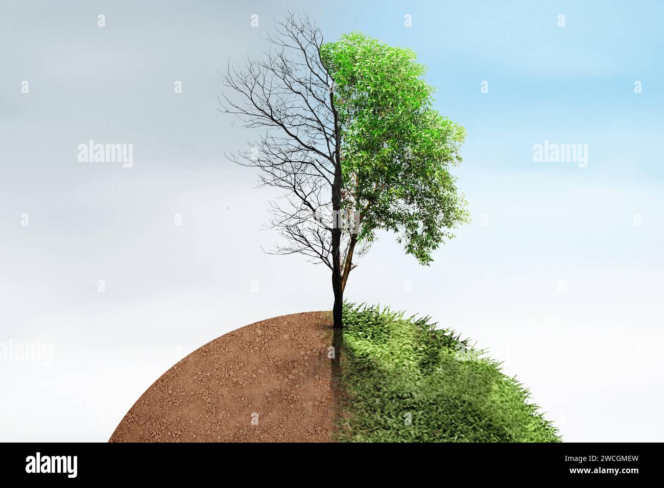 The difference between drought trees to growing trees on the ground ...